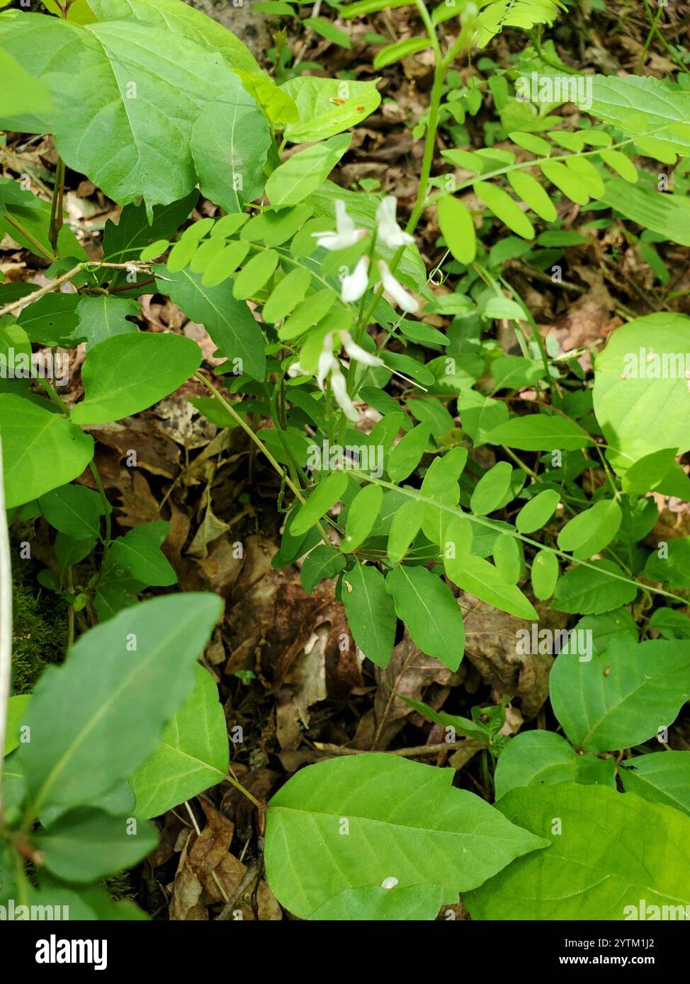 Carolina Vetch (Vicia caroliniana Stock Photo - Alamy