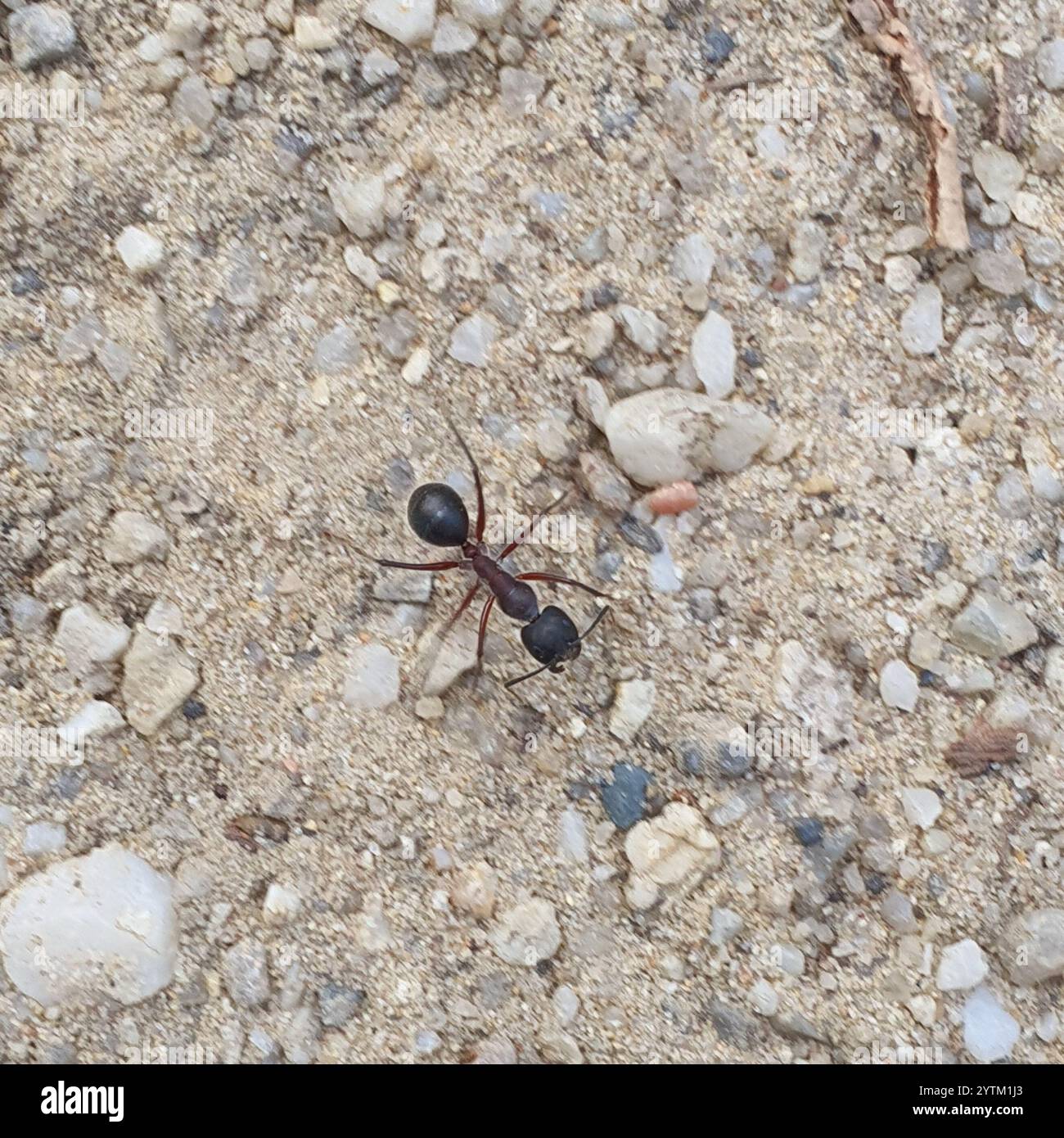 Giant Sugar Ant (Camponotus intrepidus Stock Photo - Alamy
