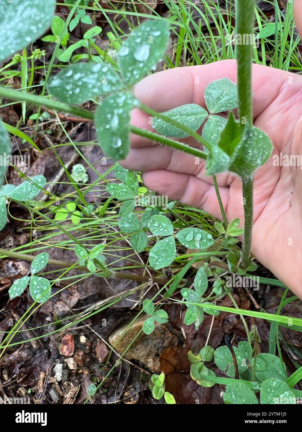 buffalo clover (Trifolium reflexum Stock Photo - Alamy