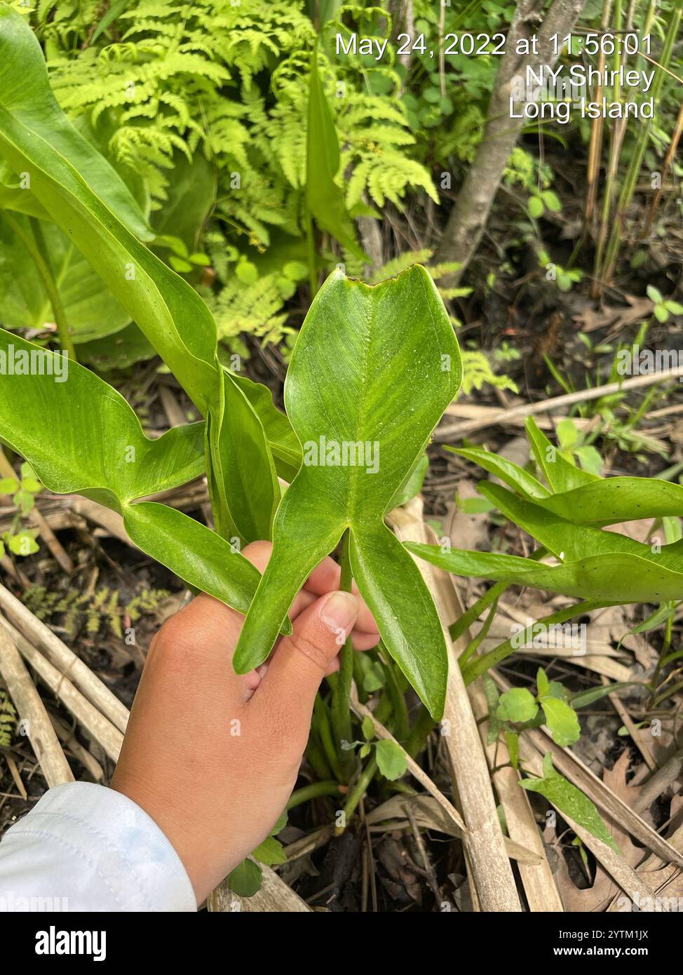 Green Arrow Arum (Peltandra virginica Stock Photo - Alamy