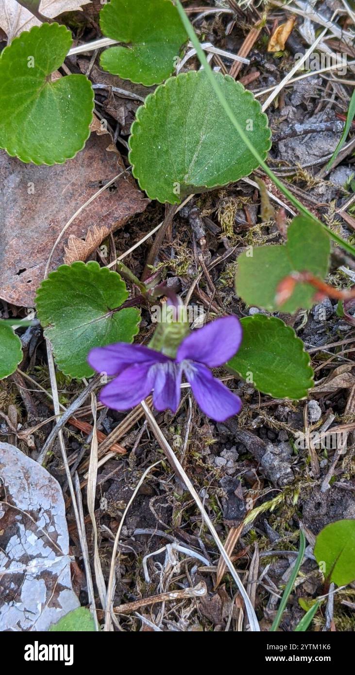 northern bog violet (Viola nephrophylla Stock Photo - Alamy