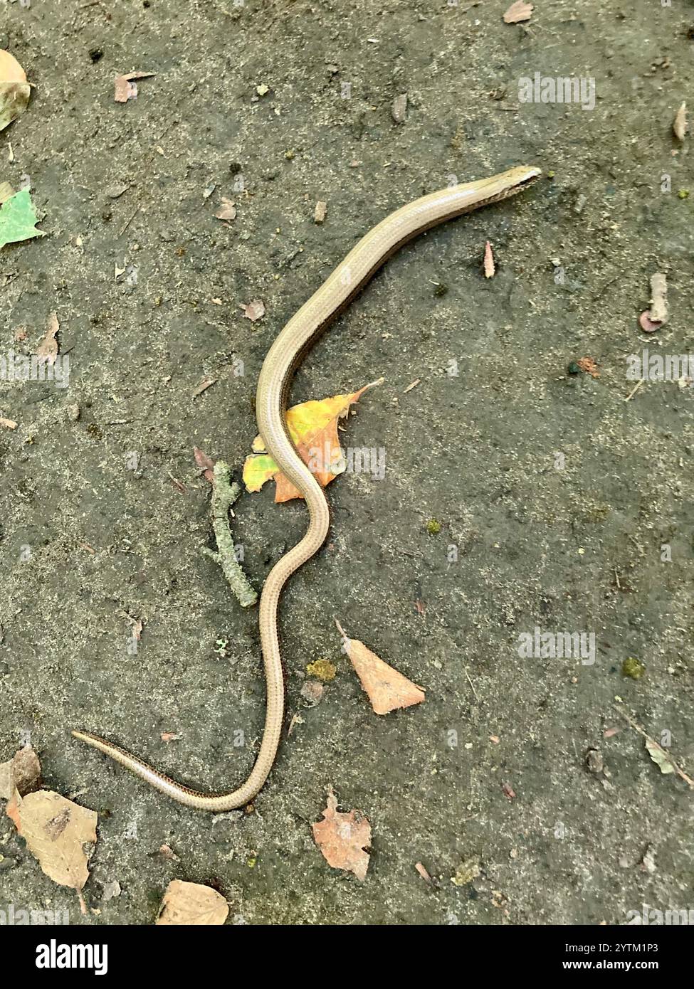 Common slow-worm (Anguis fragilis) on the ground Stock Photo - Alamy