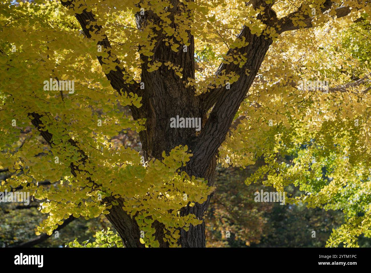 Yellow ginkgo trees in Yasukuni-jinja Shrine during autumn time ...