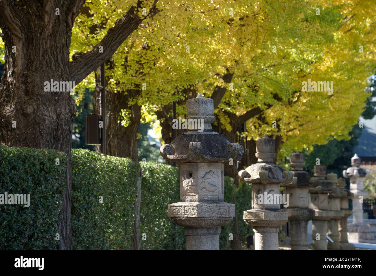 Yellow ginkgo trees and stone lanterns in Yasukuni-jinja Shrine ...