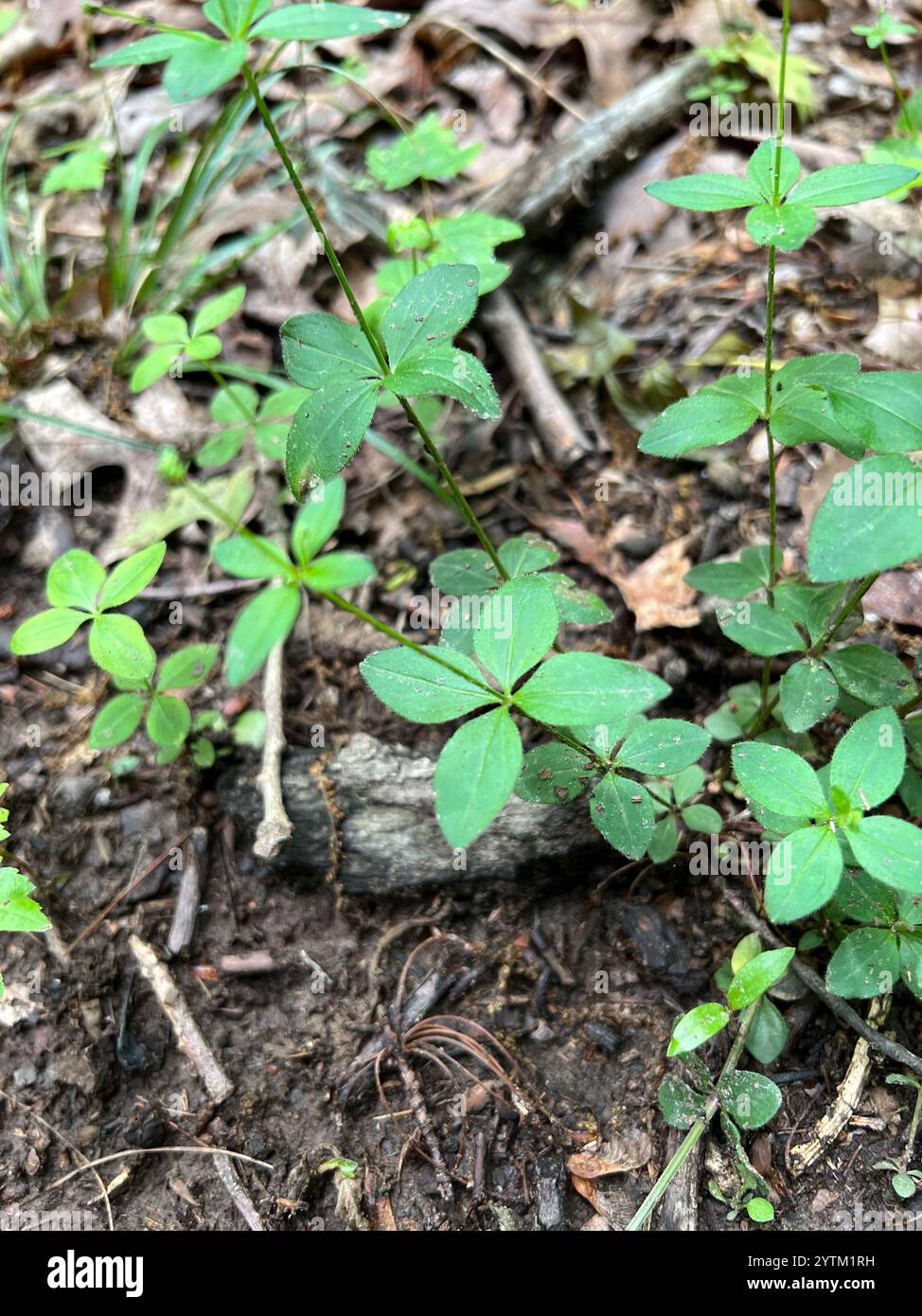 licorice bedstraw (Galium circaezans Stock Photo - Alamy