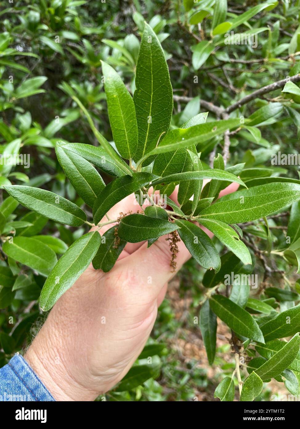 Texas live oak (Quercus fusiformis Stock Photo - Alamy