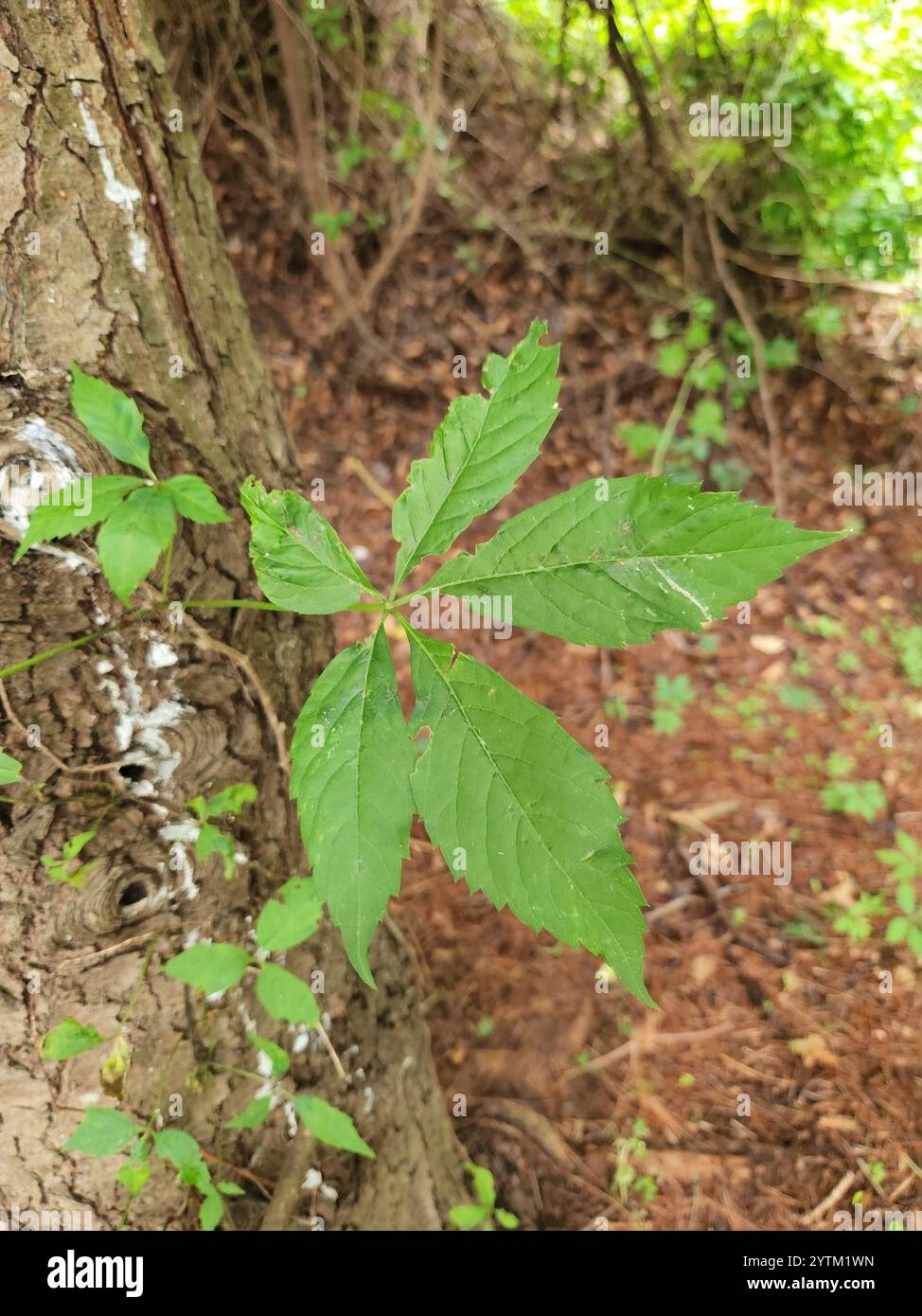 Virginia creeper (Parthenocissus quinquefolia Stock Photo - Alamy