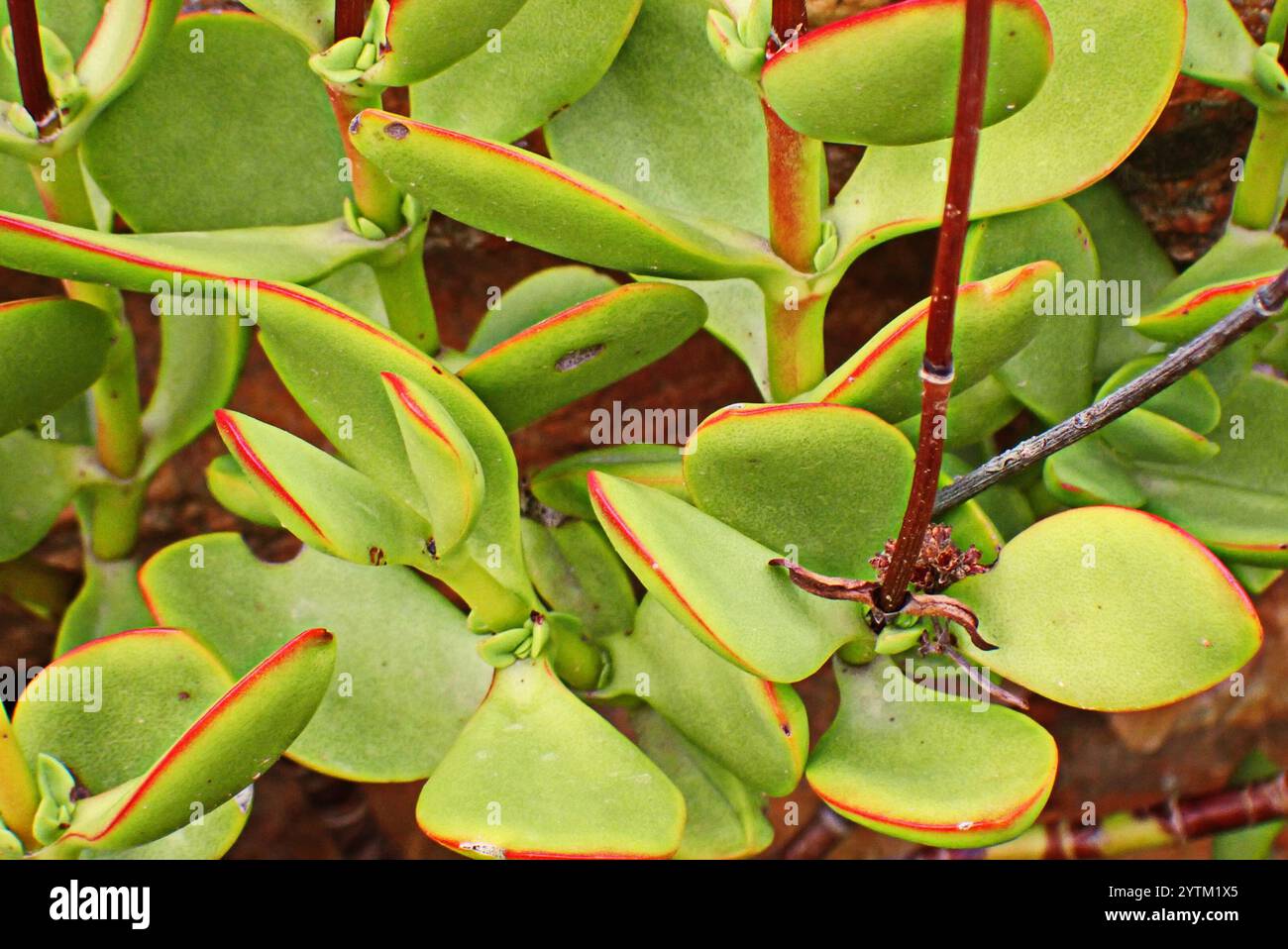 Karky Stonecrop (Crassula cultrata Stock Photo - Alamy