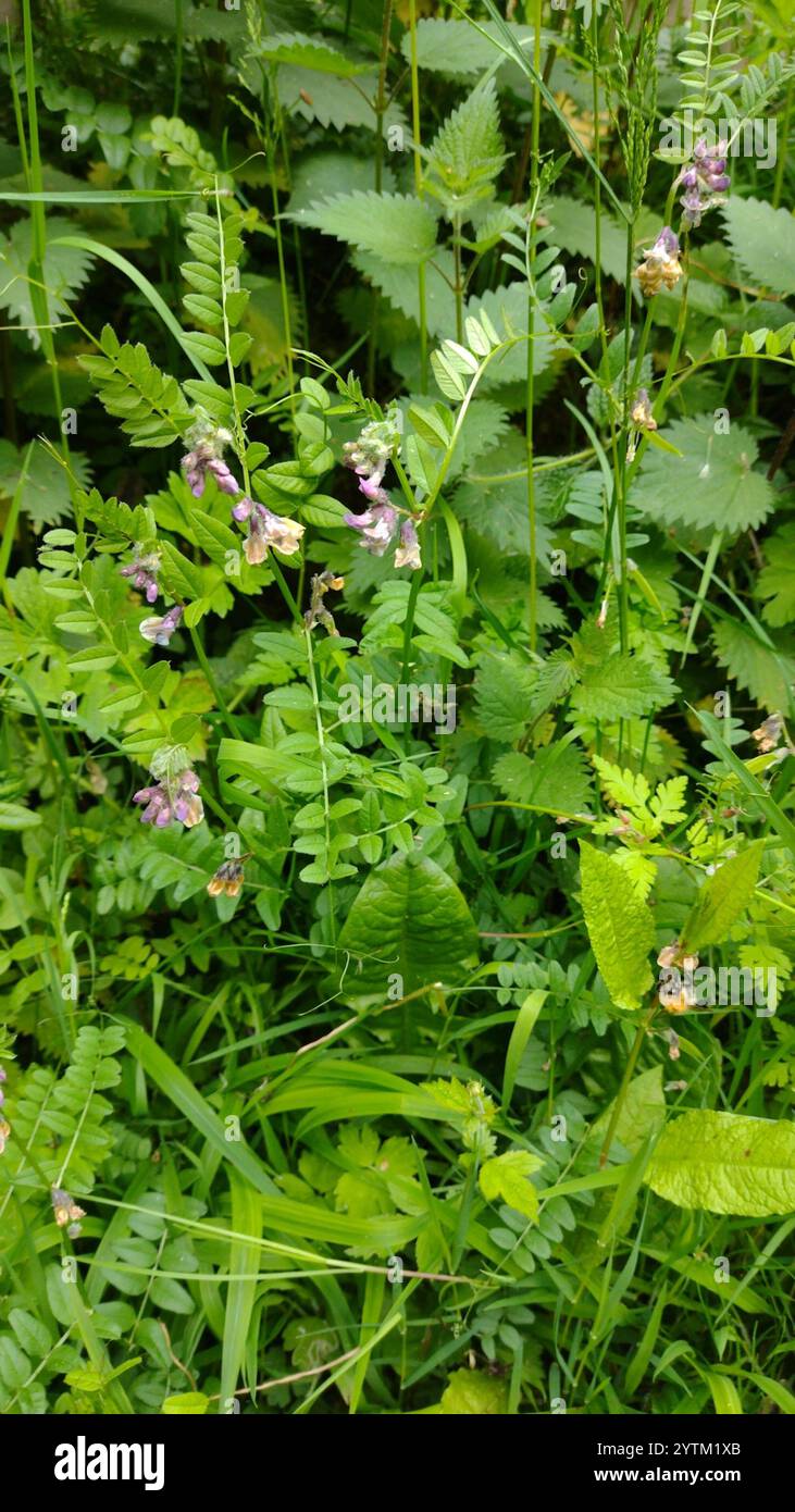 Bush Vetch (Vicia sepium Stock Photo - Alamy