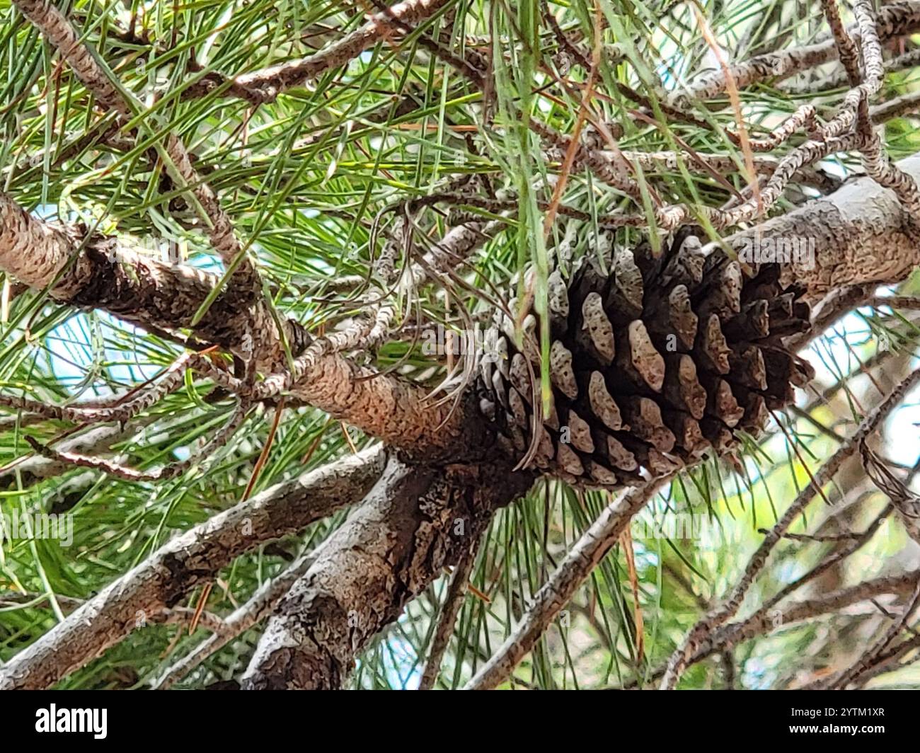 sand pine (Pinus clausa Stock Photo - Alamy