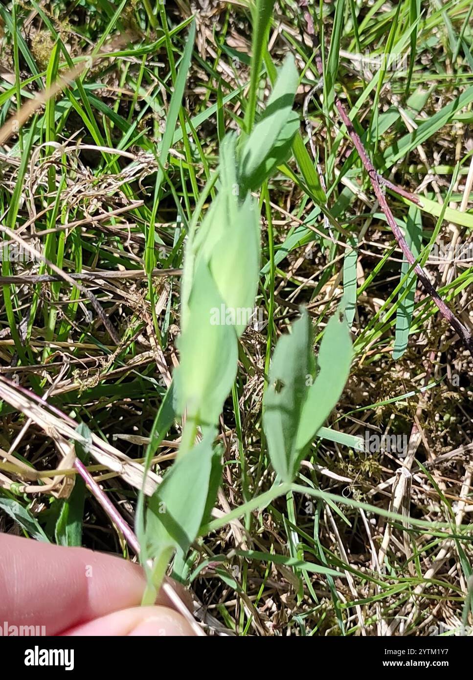 meadow pea (Lathyrus pratensis Stock Photo - Alamy