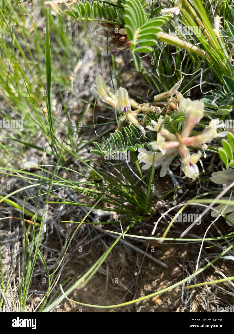 Ground-plum (Astragalus crassicarpus Stock Photo - Alamy