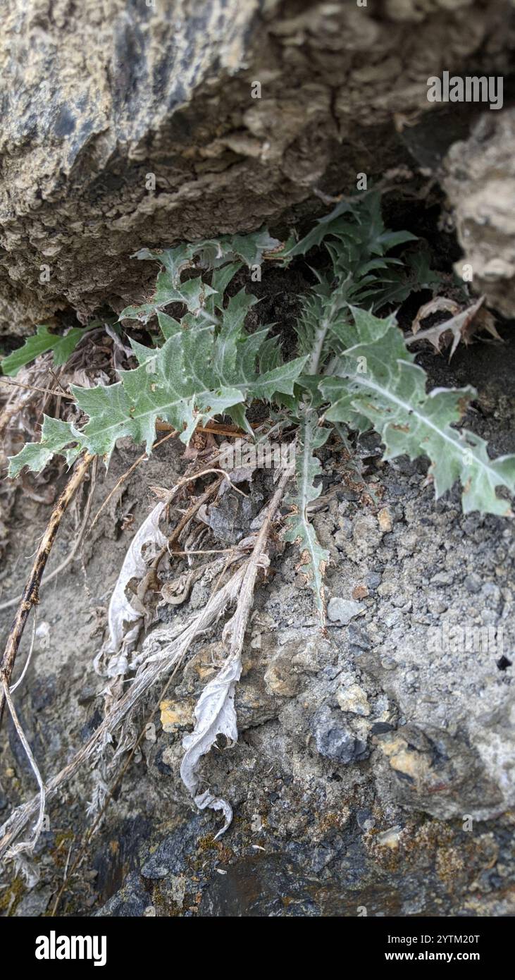 wavyleaf thistle (Cirsium undulatum Stock Photo - Alamy