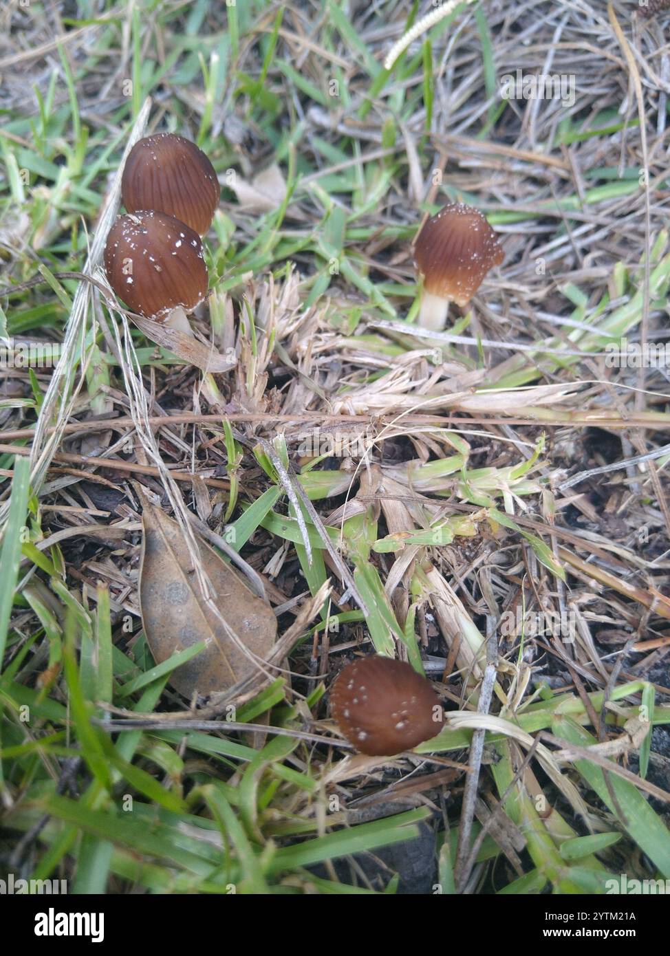 Pale Brittlestem (Candolleomyces candolleanus Stock Photo - Alamy