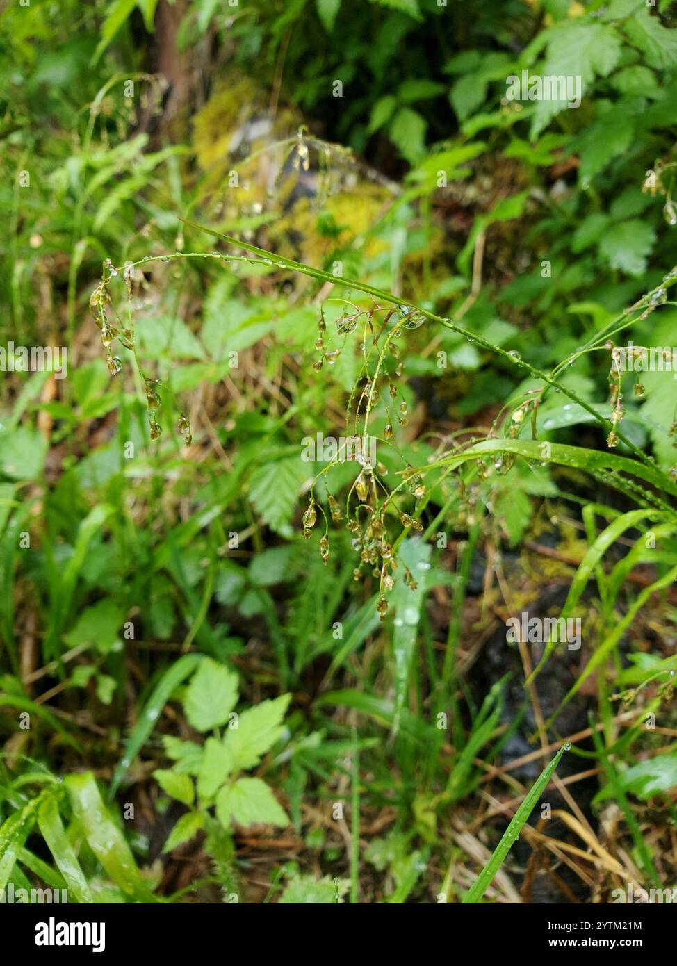 Small-flower Woodrush (Luzula parviflora Stock Photo - Alamy
