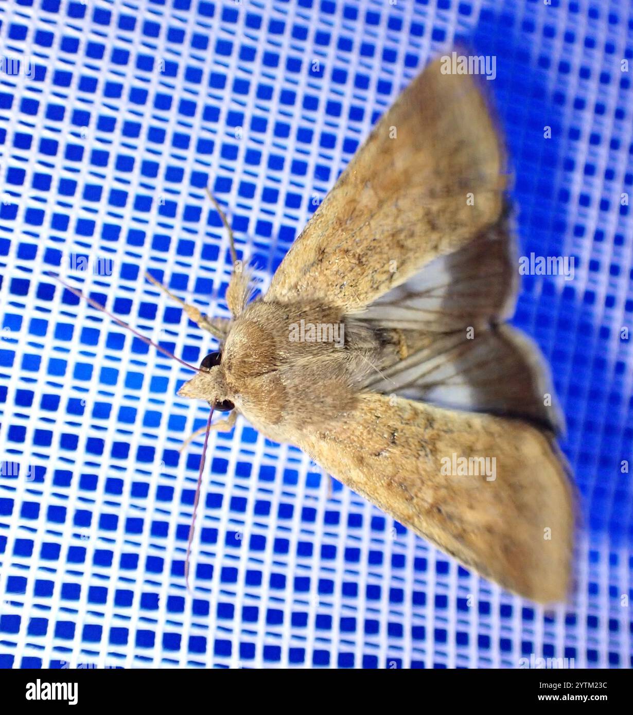 Cotton Bollworm Moth (Helicoverpa armigera Stock Photo - Alamy