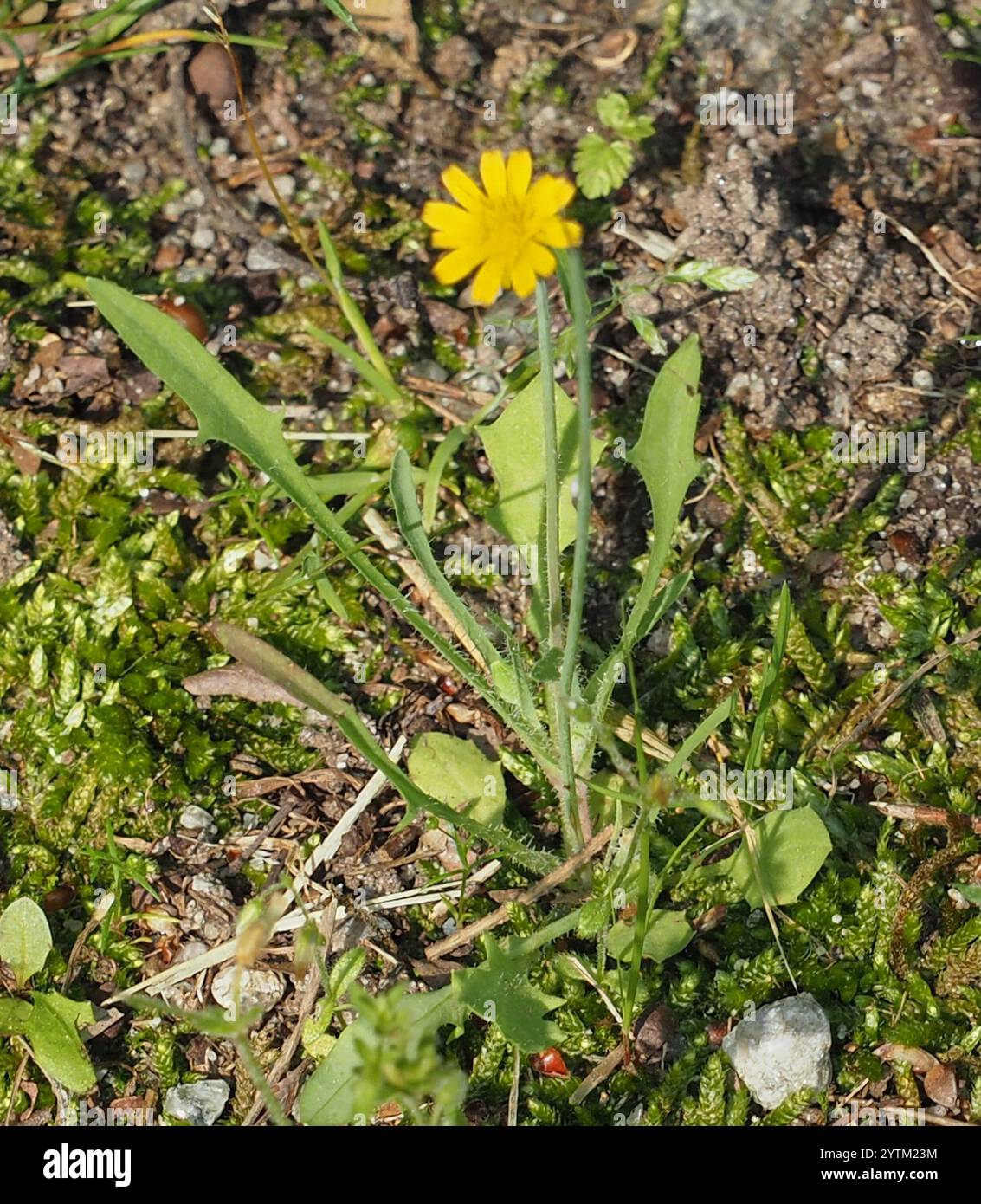 Virginia dwarfdandelion (Krigia virginica Stock Photo - Alamy