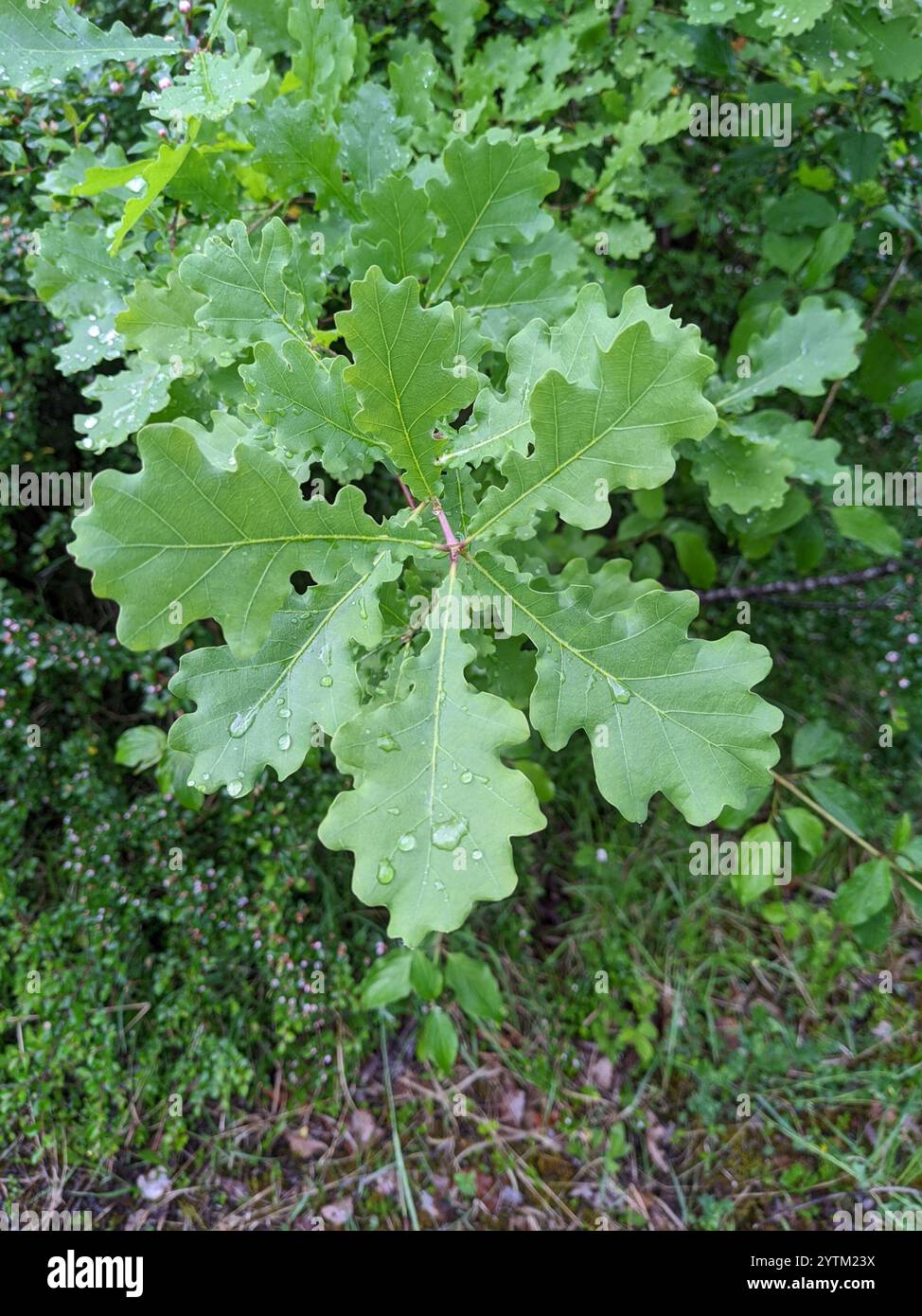 English oak (Quercus robur Stock Photo - Alamy
