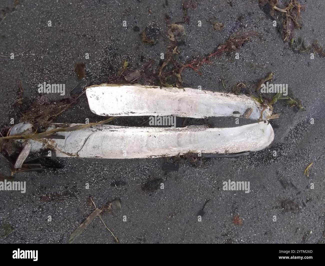 Ensis leei hi-res stock photography and images - Alamy
