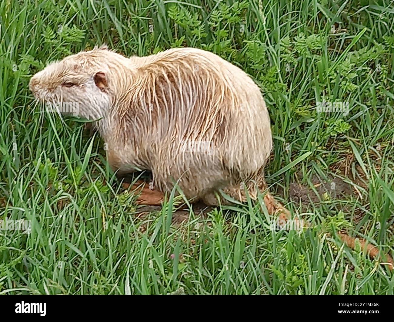 Coypu (Myocastor coypus Stock Photo - Alamy