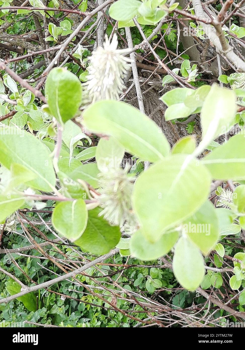 goat willow (Salix caprea Stock Photo - Alamy