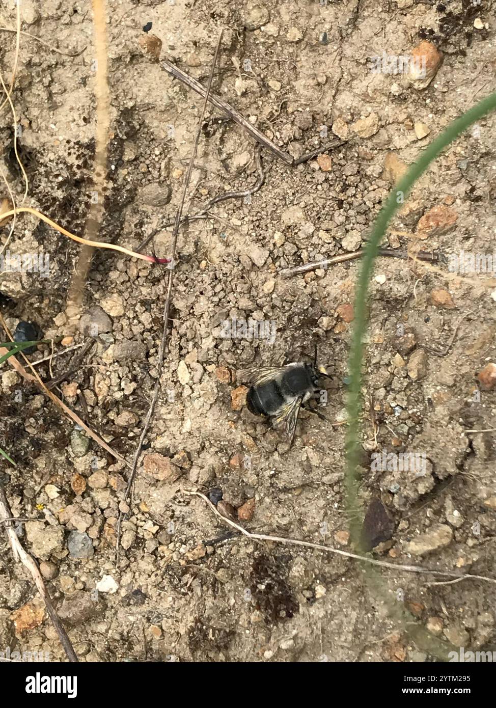 Common digger bees hi-res stock photography and images - Alamy