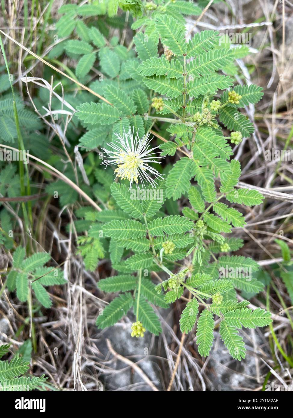 Velvet Bundleflower (Desmanthus velutinus Stock Photo - Alamy
