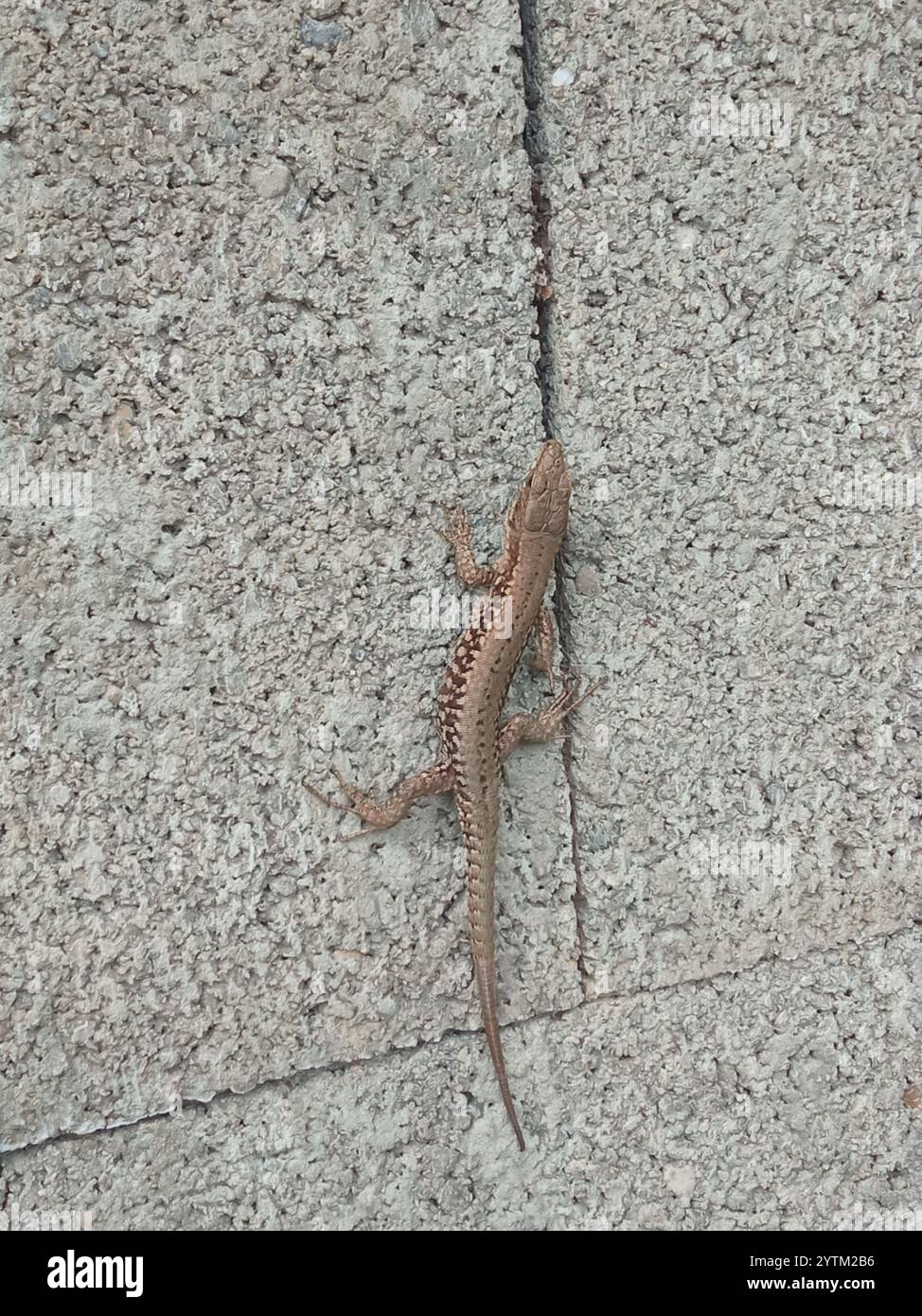 Common Wall Lizard (Podarcis muralis Stock Photo - Alamy