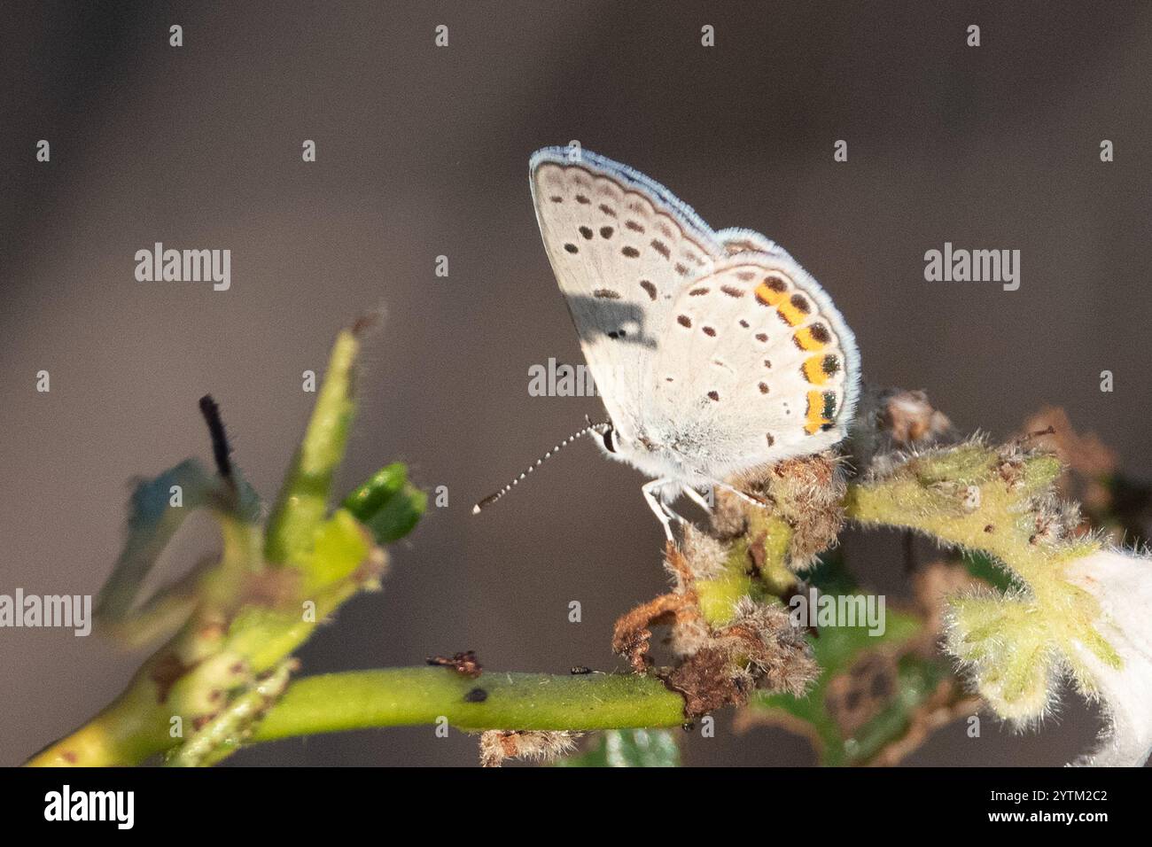 Acmon Blue (Icaricia acmon Stock Photo - Alamy