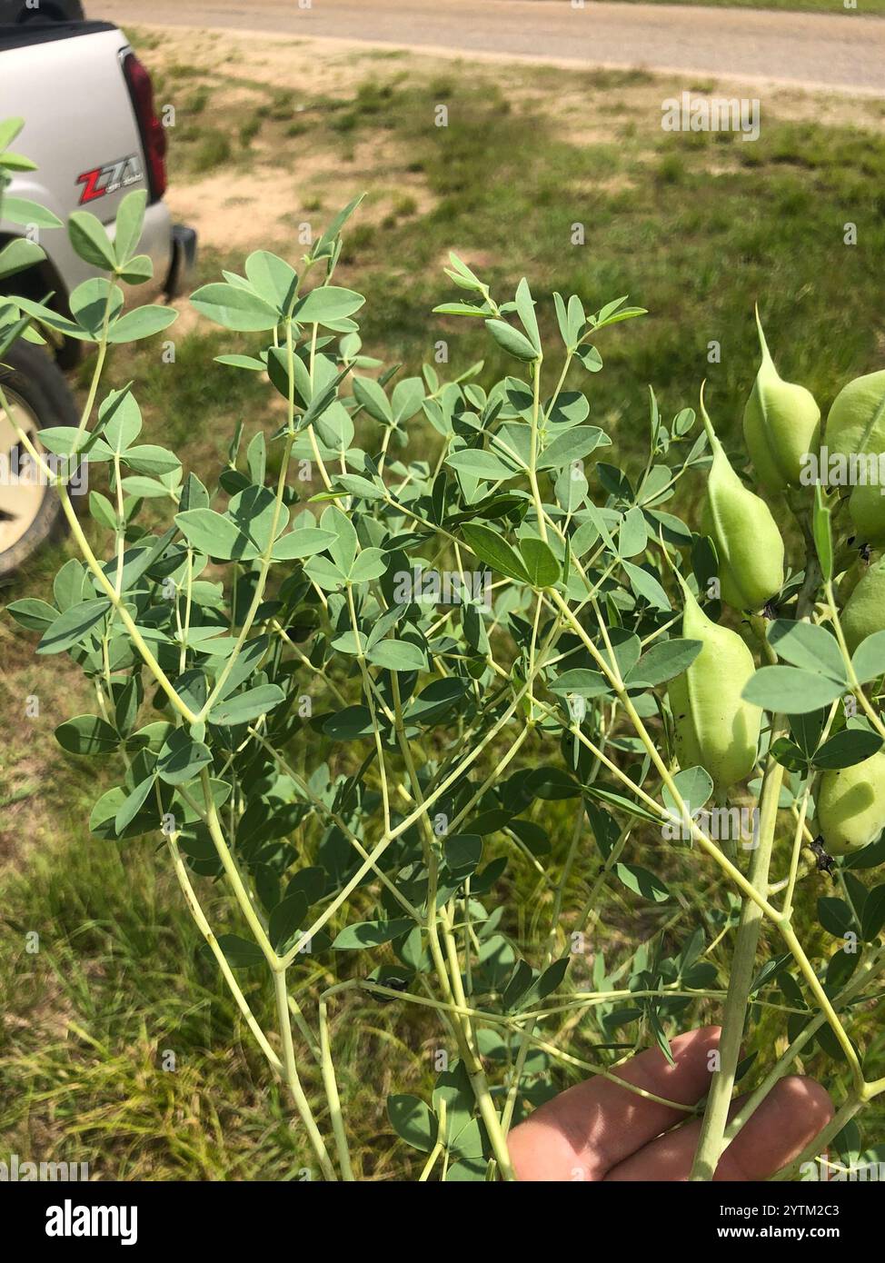eastern prairie blue wild indigo (Baptisia australis aberrans Stock ...