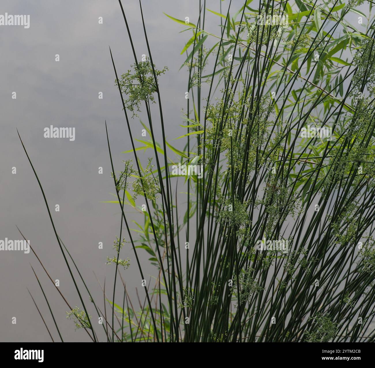 Soft Rush (Juncus effusus Stock Photo - Alamy