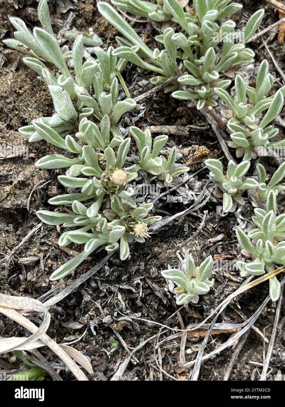 Low Pussytoes (Antennaria dimorpha Stock Photo - Alamy