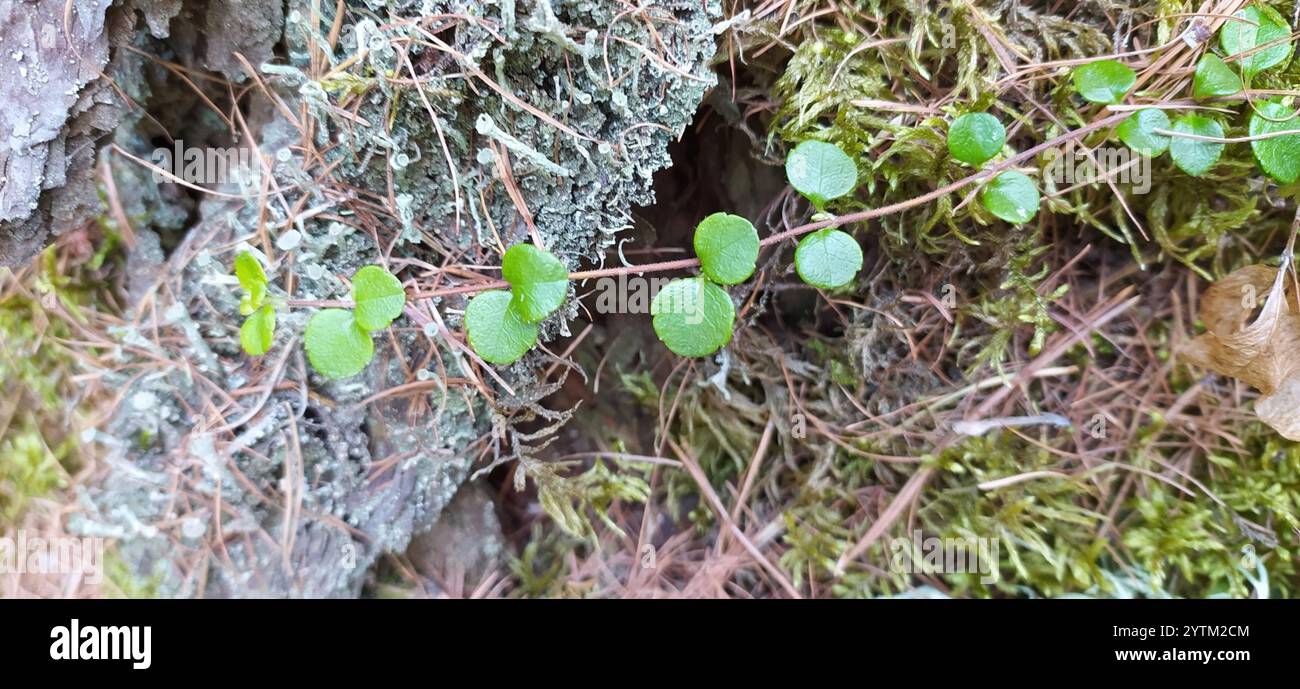Twinflower (Linnaea borealis Stock Photo - Alamy