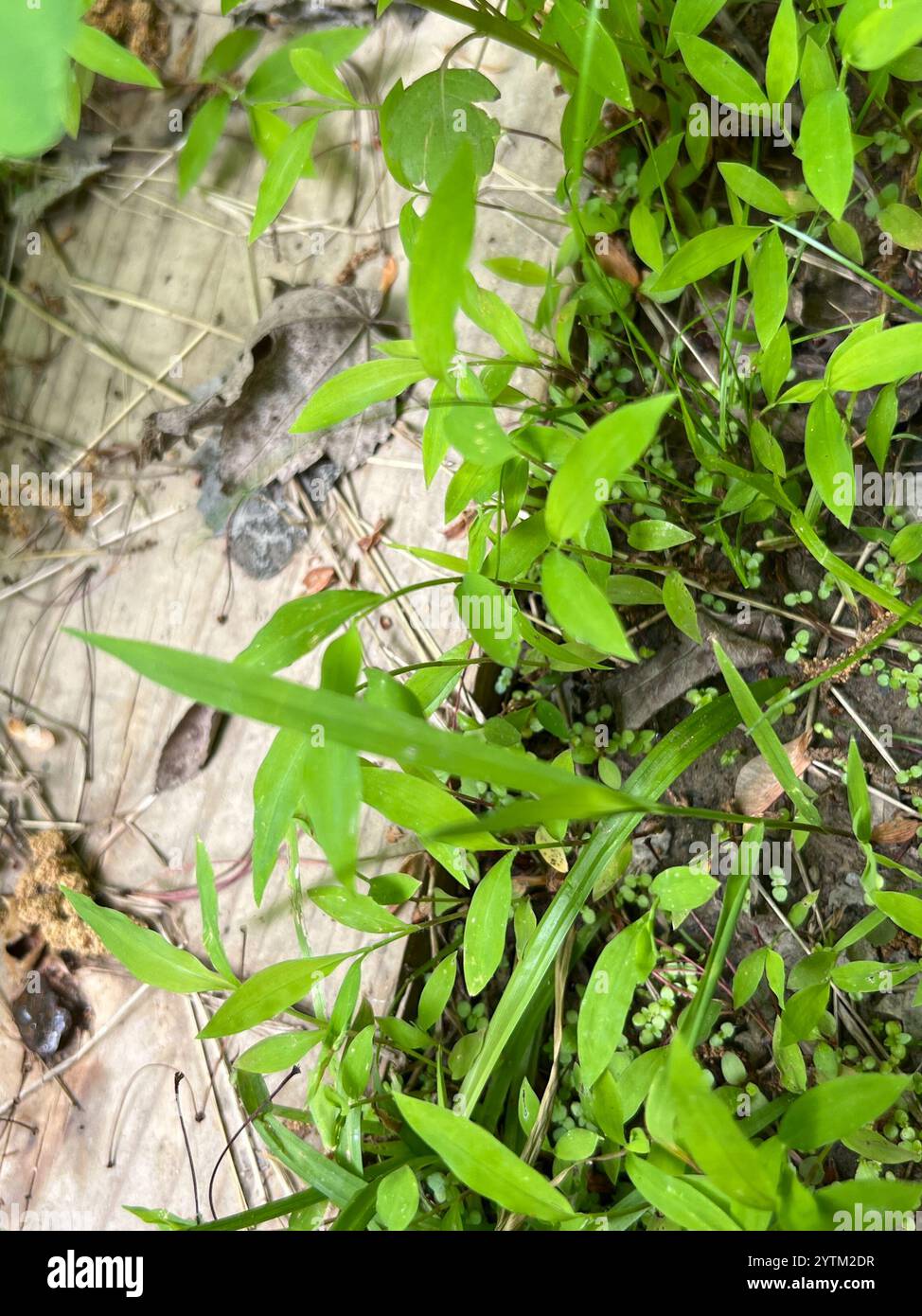 Japanese stiltgrass (Microstegium vimineum Stock Photo - Alamy