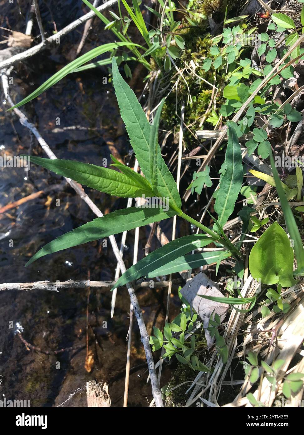 white turtlehead (Chelone glabra Stock Photo - Alamy