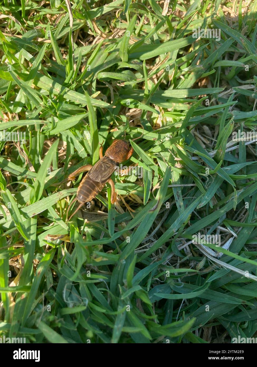 Southern Mole Cricket (Gryllotalpa australis Stock Photo - Alamy