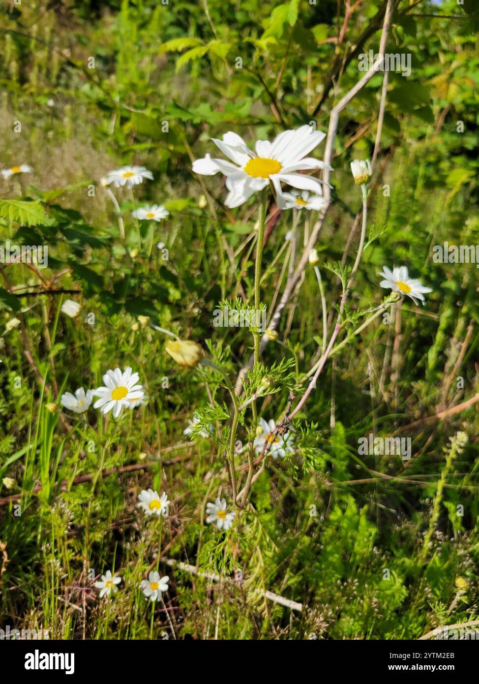scentless mayweed (Tripleurospermum inodorum Stock Photo - Alamy