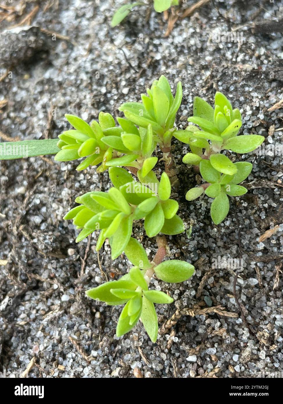 Sedum sarmentosum hi-res stock photography and images - Alamy