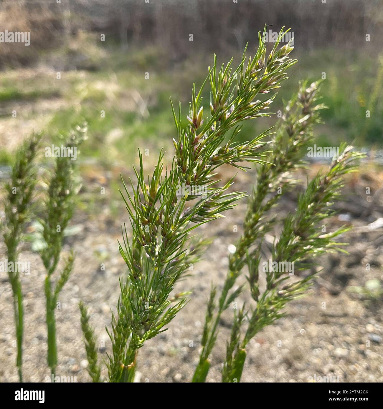 Bulbous Bluegrass (Poa bulbosa Stock Photo - Alamy