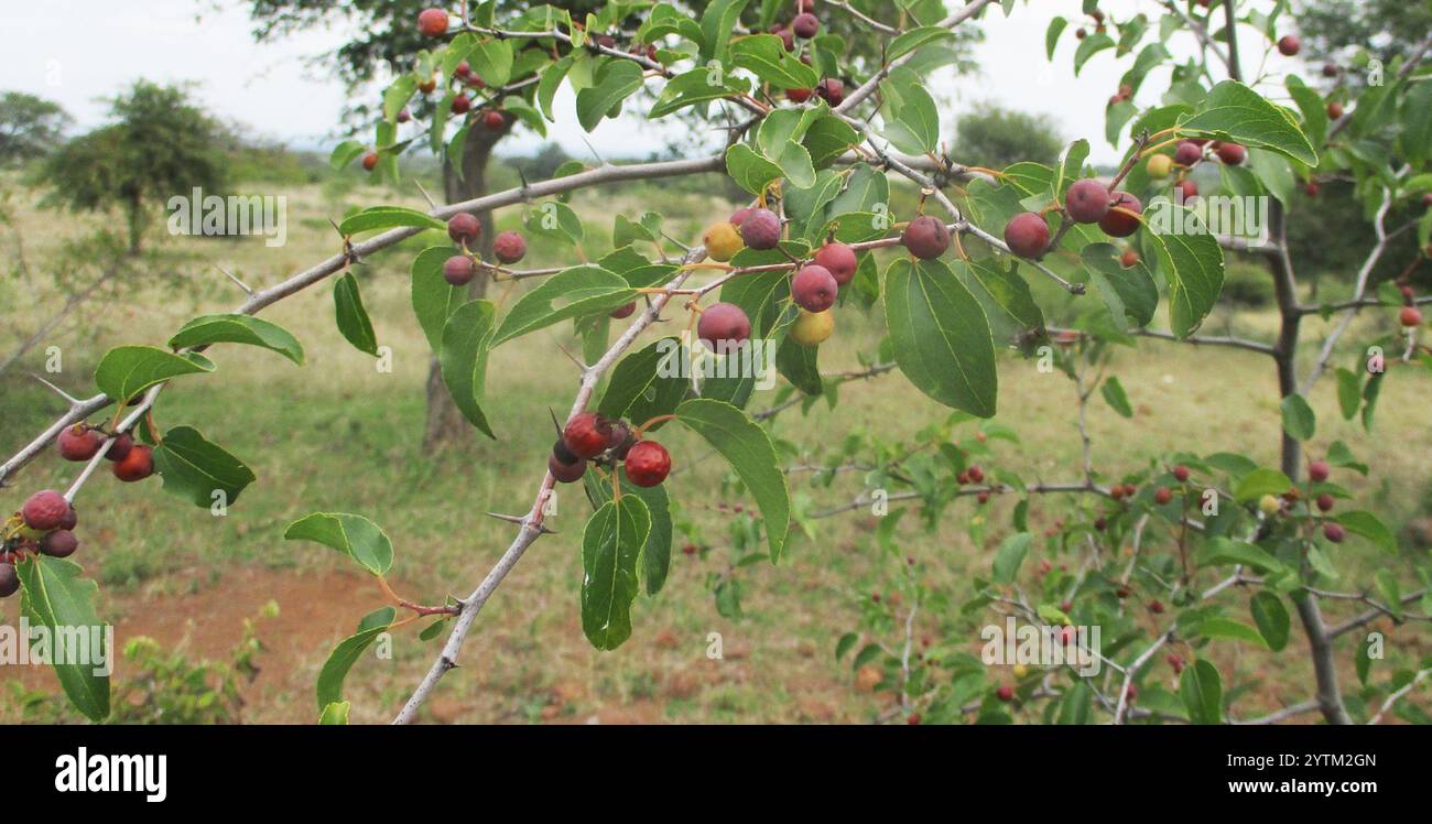 buffalo-thorn (Ziziphus mucronata Stock Photo - Alamy