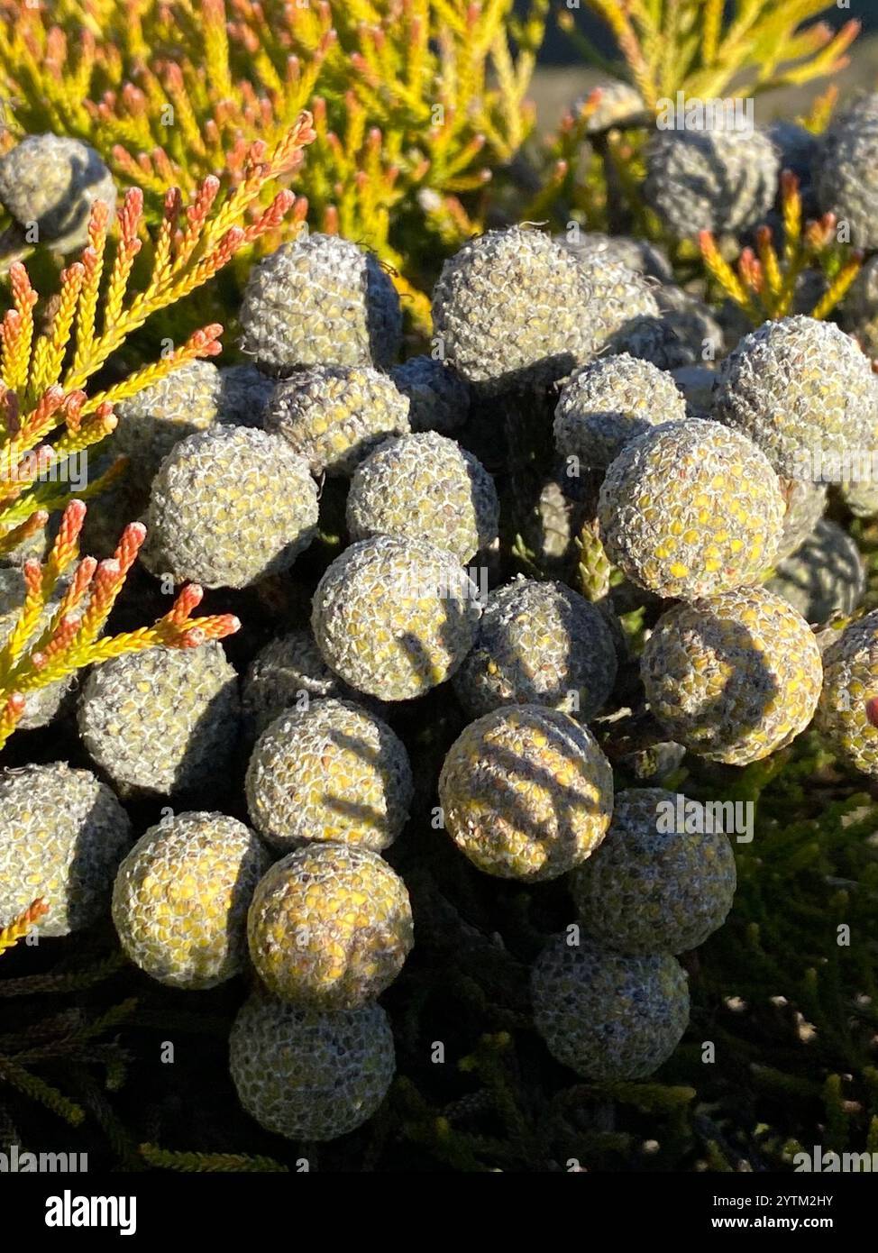 Cone Stompie (Brunia noduliflora Stock Photo - Alamy