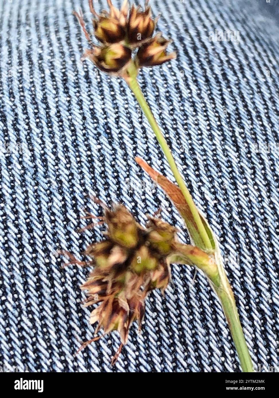 Field woodrush (Luzula campestris Stock Photo - Alamy