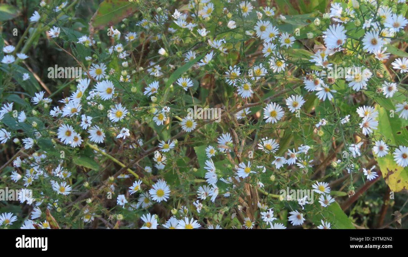 hairy white oldfield aster (Symphyotrichum pilosum Stock Photo - Alamy