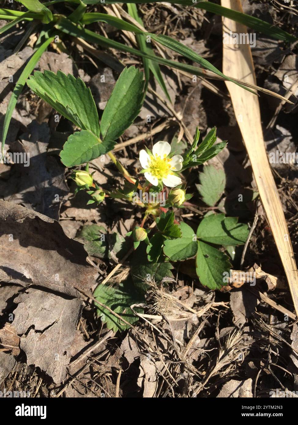 Common Virginia strawberry (Fragaria virginiana virginiana Stock Photo ...