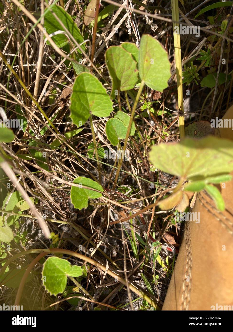 American Coinwort (Centella erecta Stock Photo - Alamy