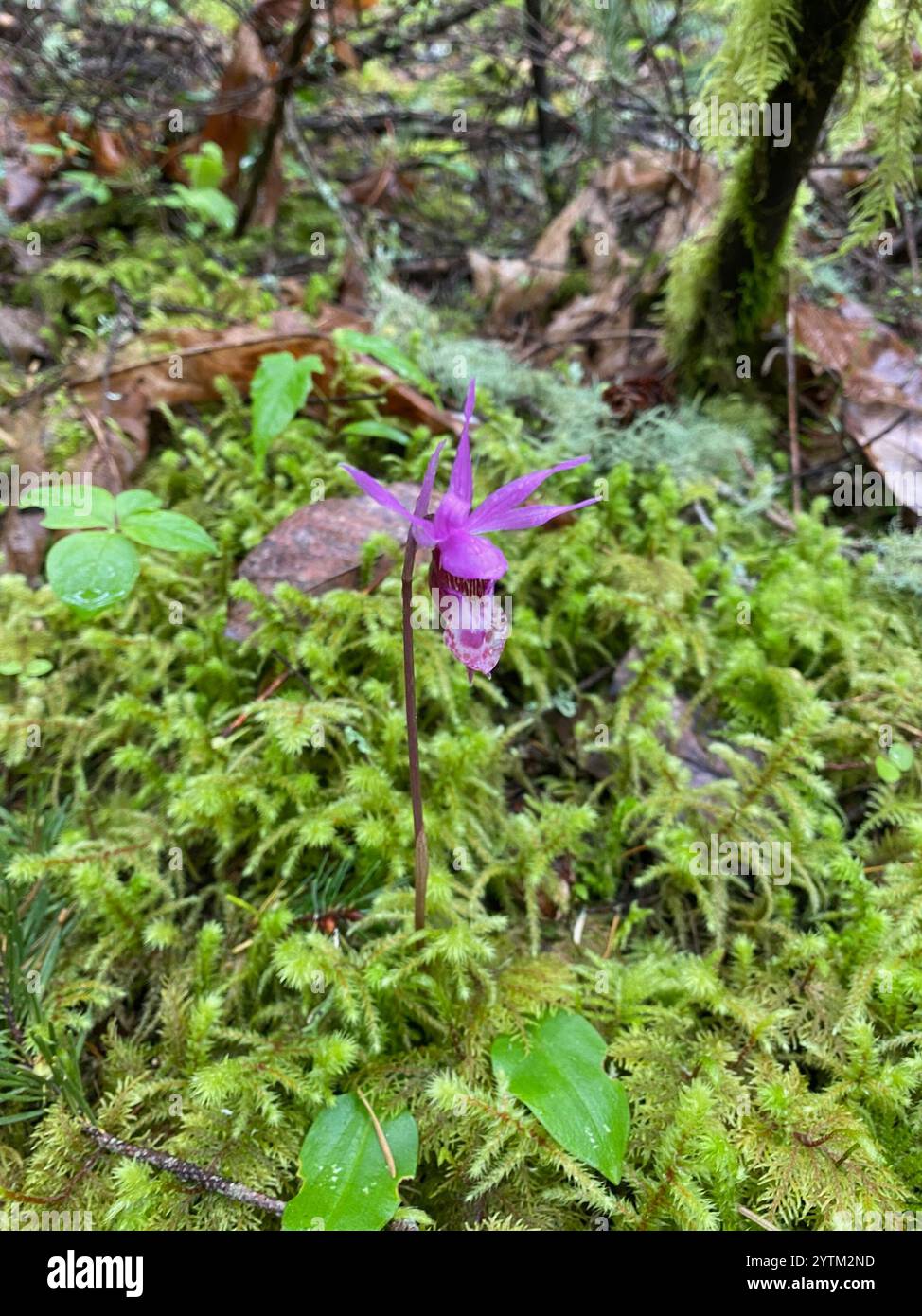 Western Fairy-slipper (Calypso bulbosa occidentalis Stock Photo - Alamy