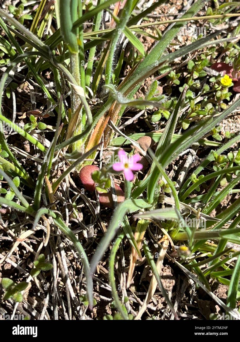Microsteris gracilis hi-res stock photography and images - Alamy