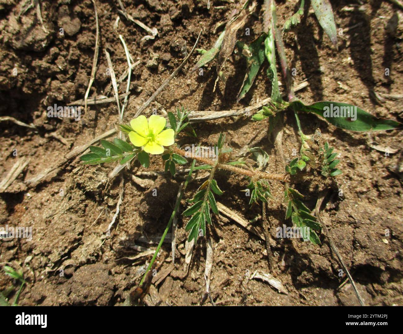 puncture vine (Tribulus terrestris Stock Photo - Alamy