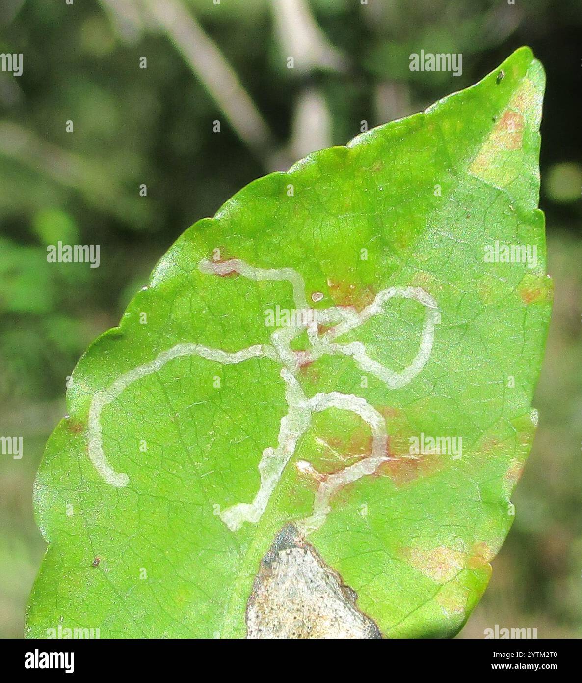 tamboti (Spirostachys africana Stock Photo - Alamy