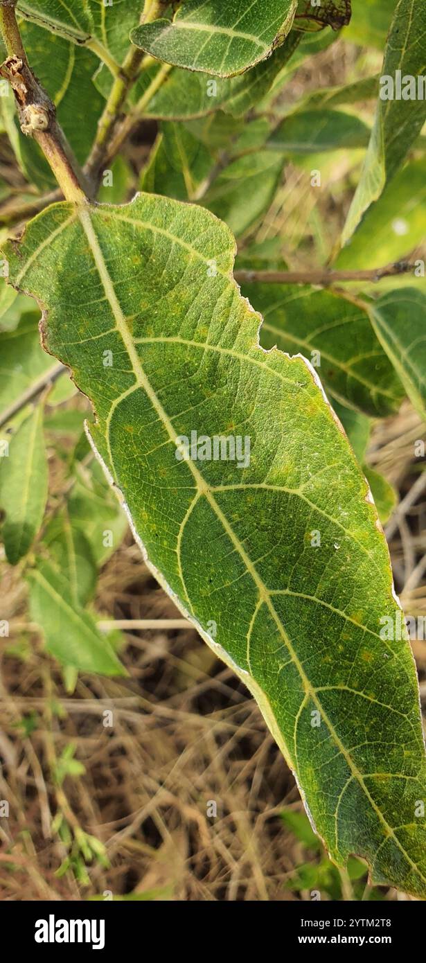 Sandpaper fig hi-res stock photography and images - Alamy